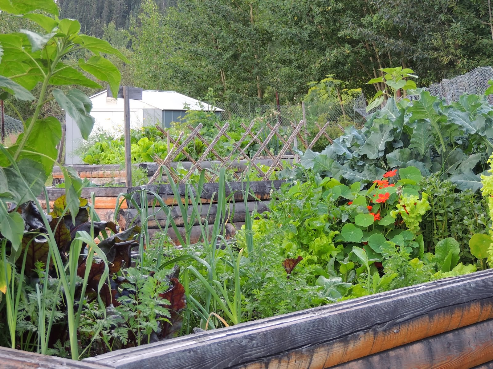 The Downtown Urban Gardeners Society: Garden Manual