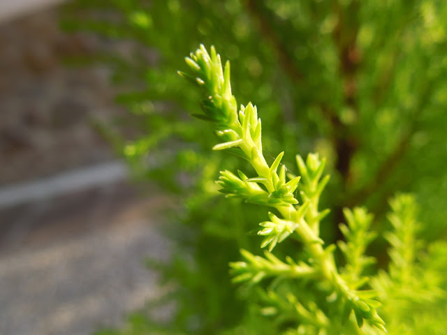 CEDRO LIMON - BOTÀNIC SERRAT
