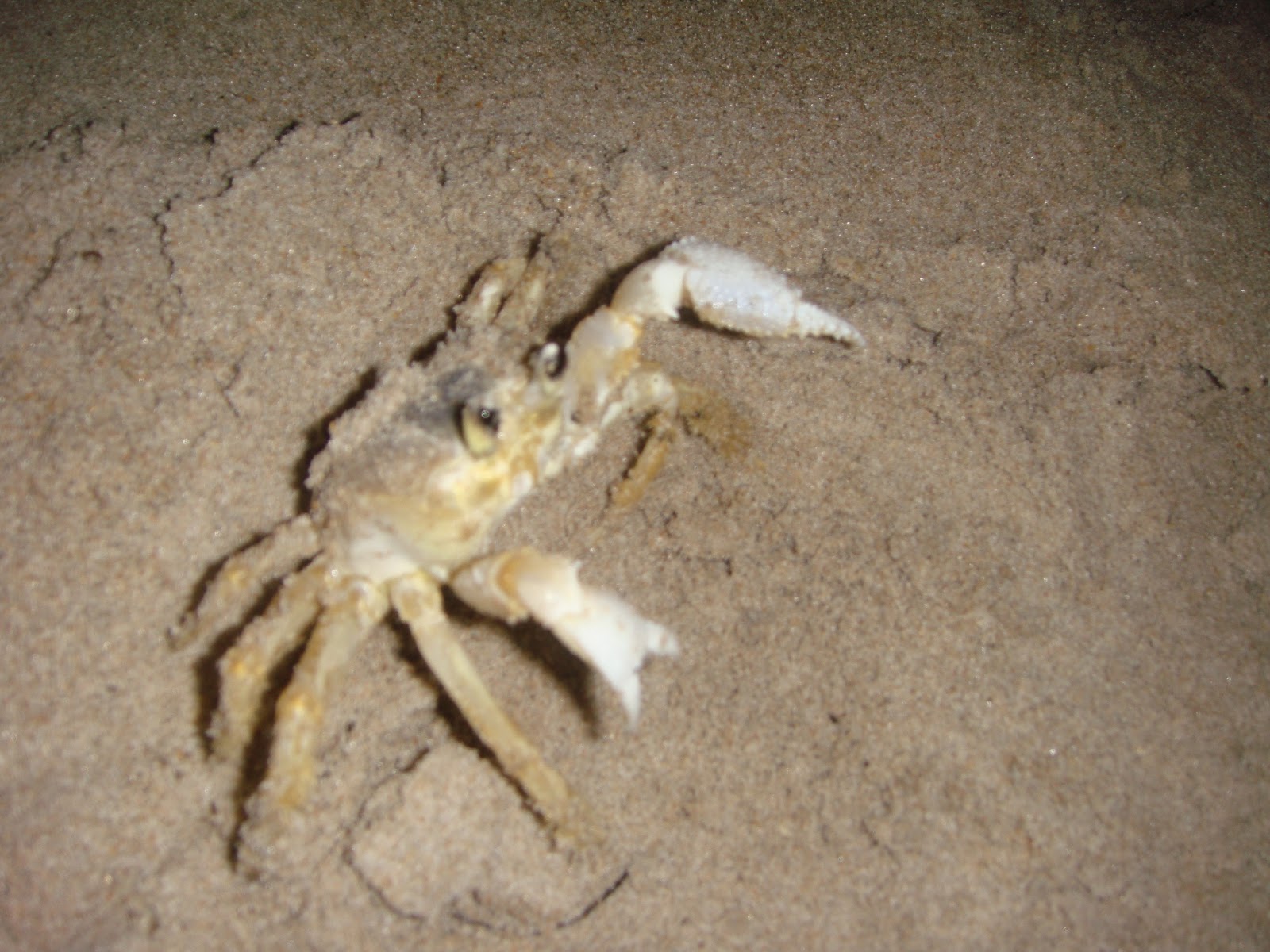 Survey of Florida Invertebrates