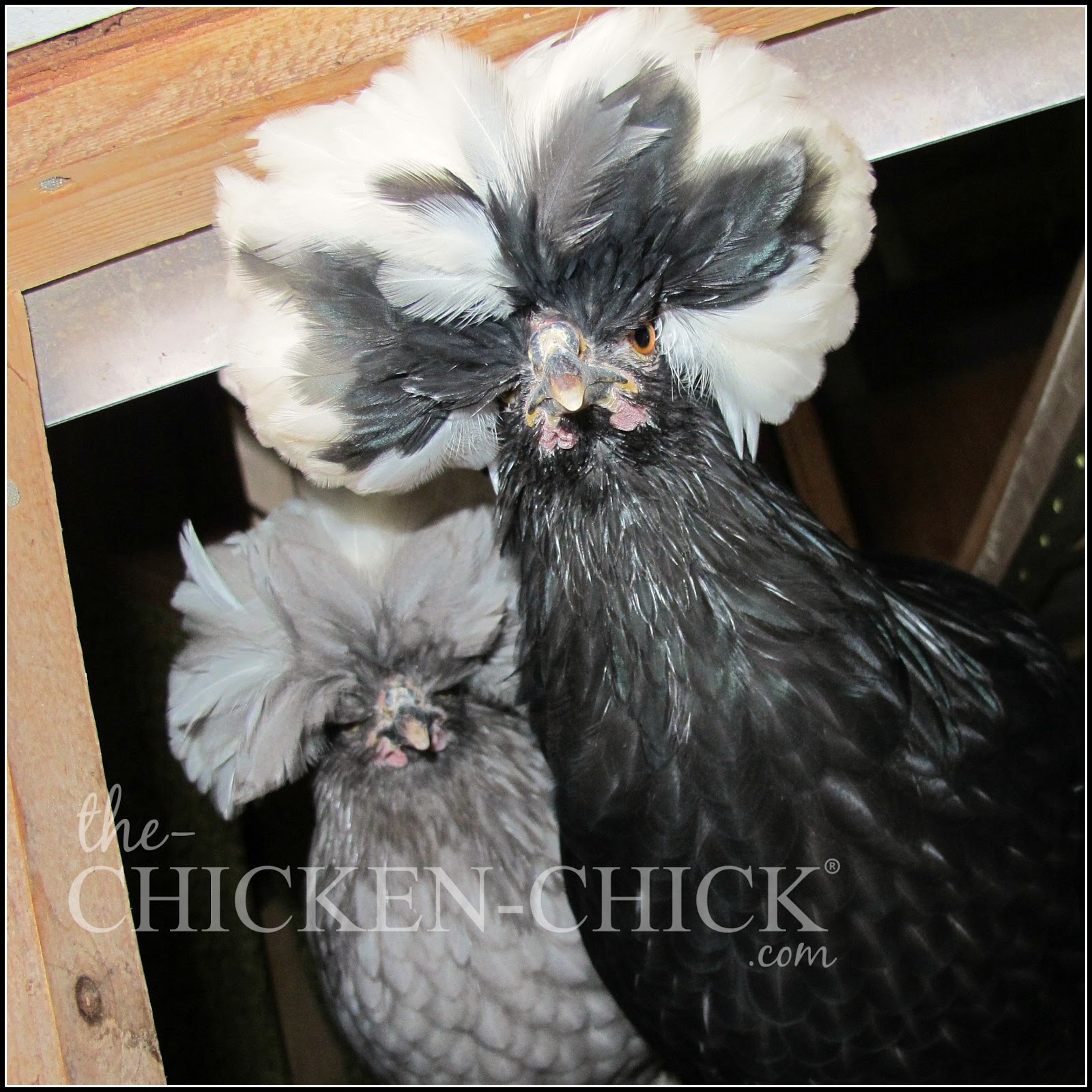 Tips For The Help Of Crested Chicken Breeds - Margaret