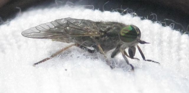 What Do I Know?: Deer Fly? Maybe.