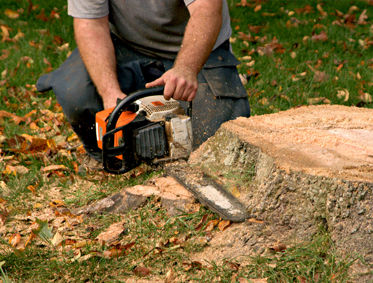 Different Tree Stump Removal Methods ~ WIKI NEWS