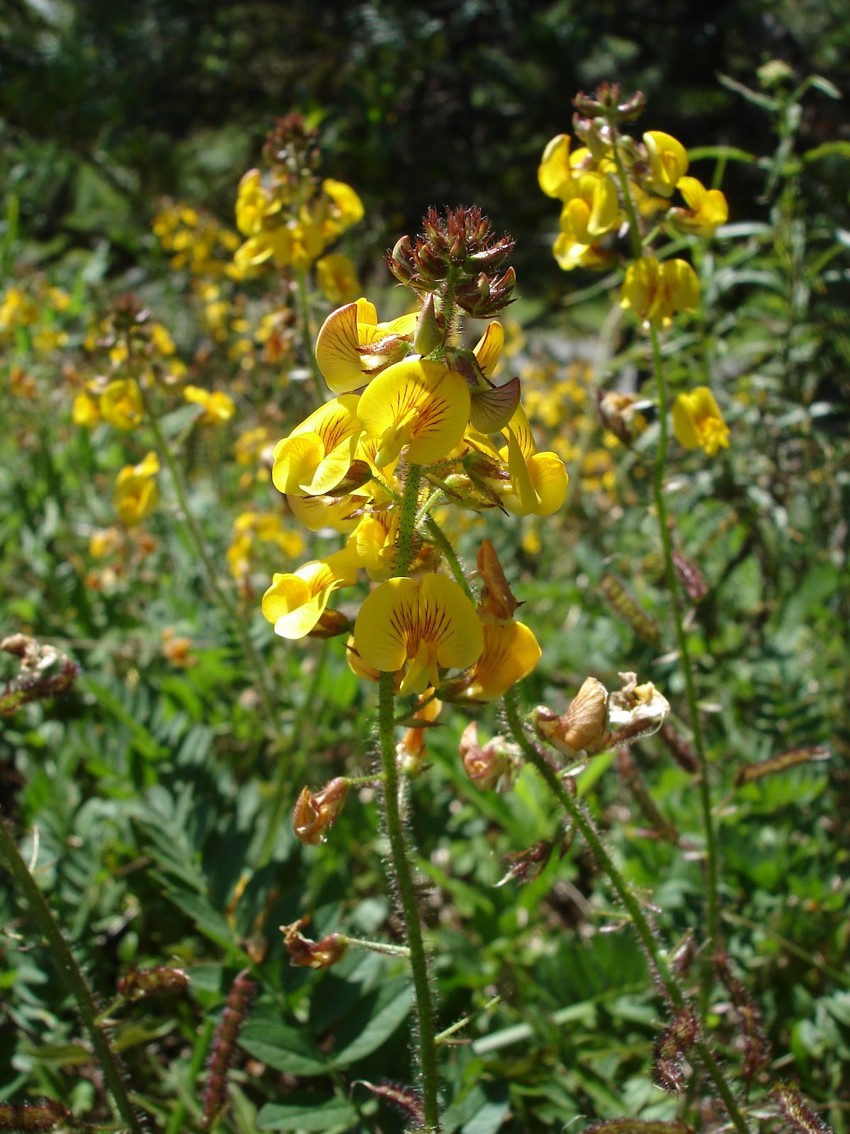 Fabaceae - Leguminosae no Brasil: Fabaceae - Adesmia latifolia (Spreng ...