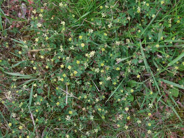 Lesser Trefoil - Yellow Suckling Clover ~ Lawn and Turf Care