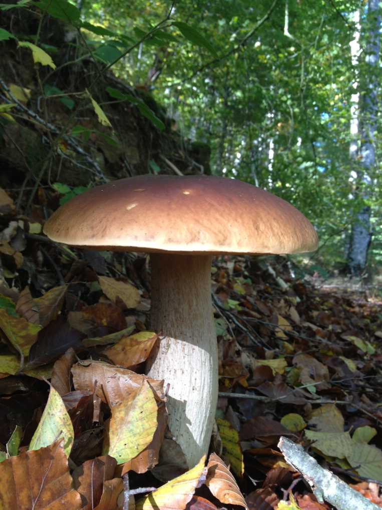 Arrivederci: El boletus, ingrediente esencial en la gastronomía italiana