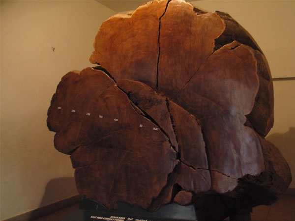 tour malabar: TEAK MUSEUM, NILAMBUR