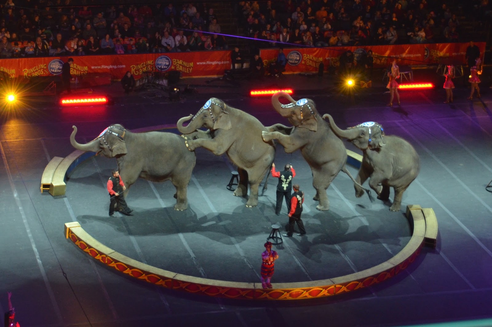 Snake & Snails, Sugar & Spice..The Galbraith Tales: Ringling Brothers ...