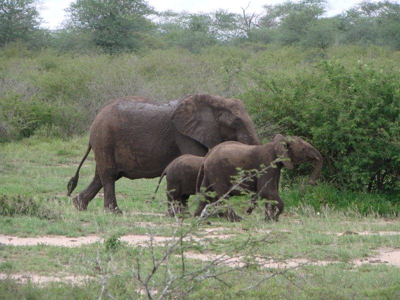 diary of a kullid women