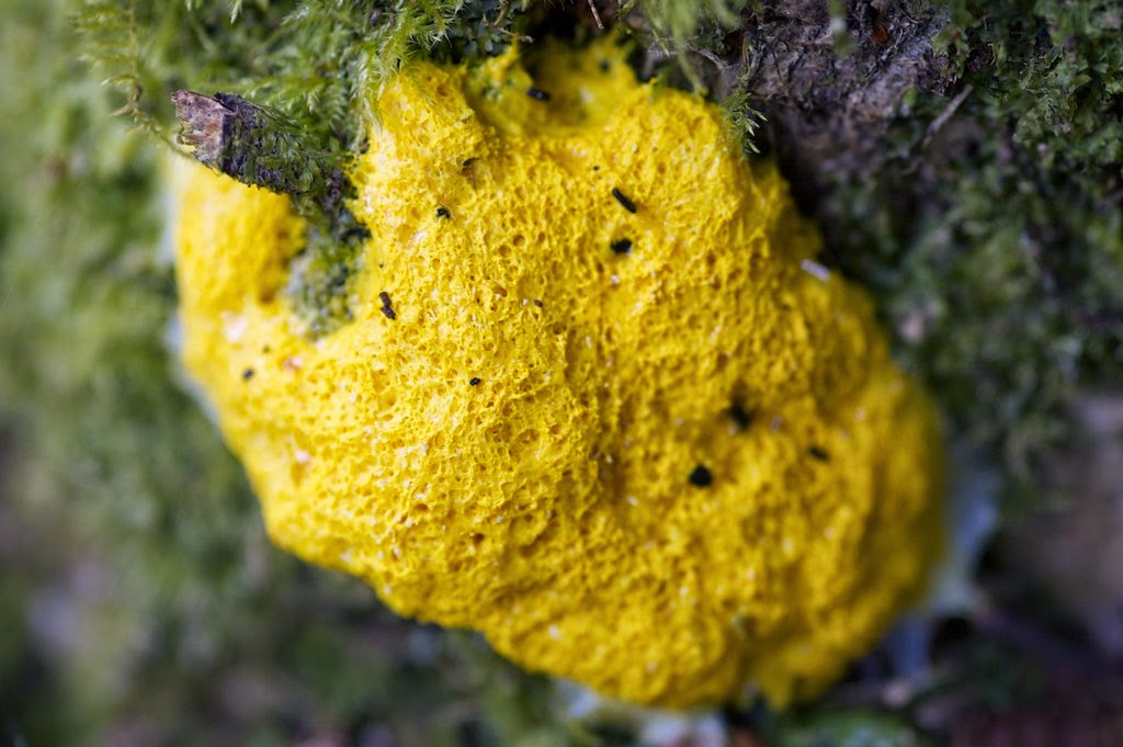 The Boggy Brae: The visible progress of Fuligo Septica