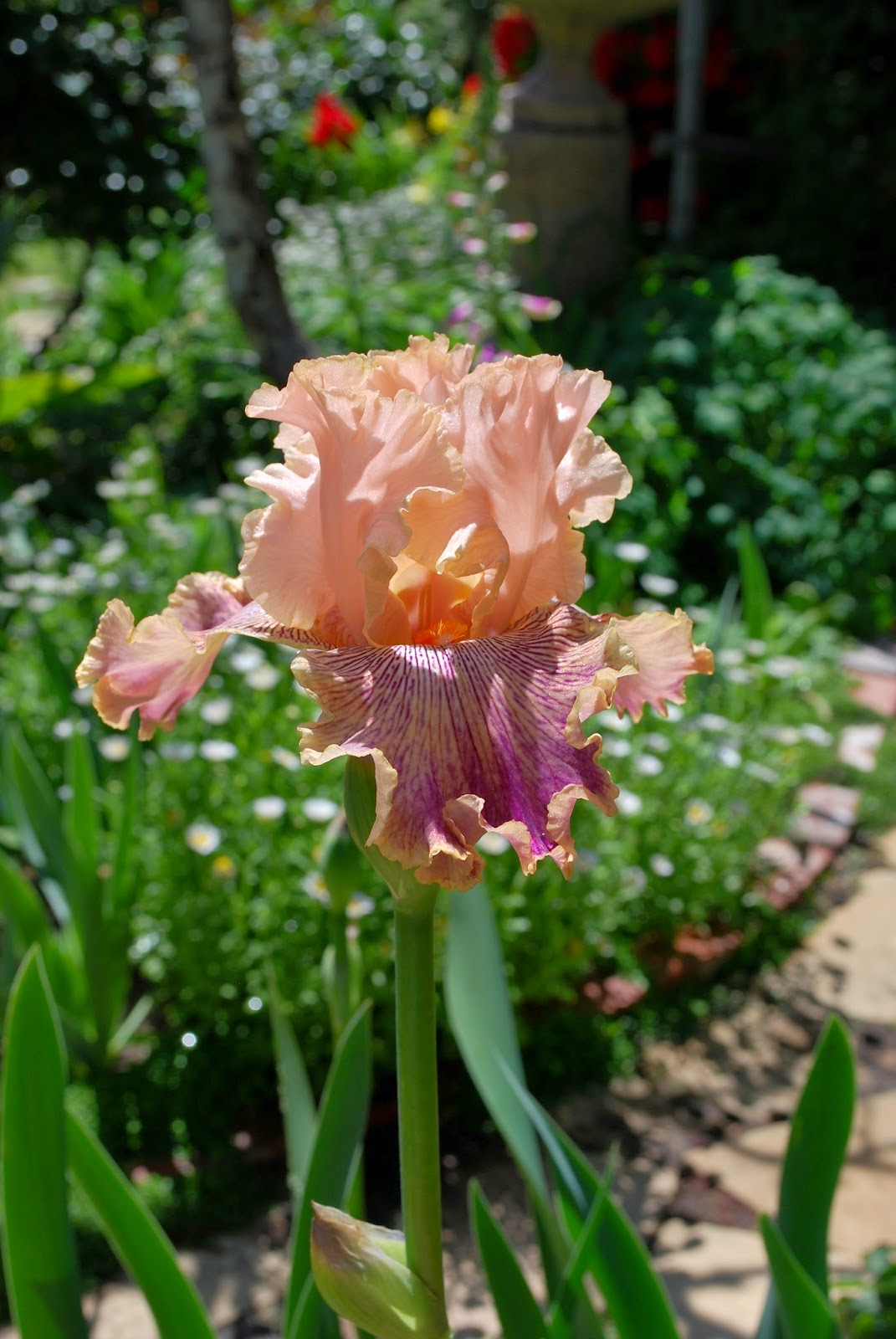World of Irises: Personal Favorites: Tall Bearded Iris 'Peach Royale'