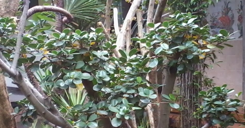 Pohon Dollar / Tanaman Dollar ~ Arya Flower Landscape