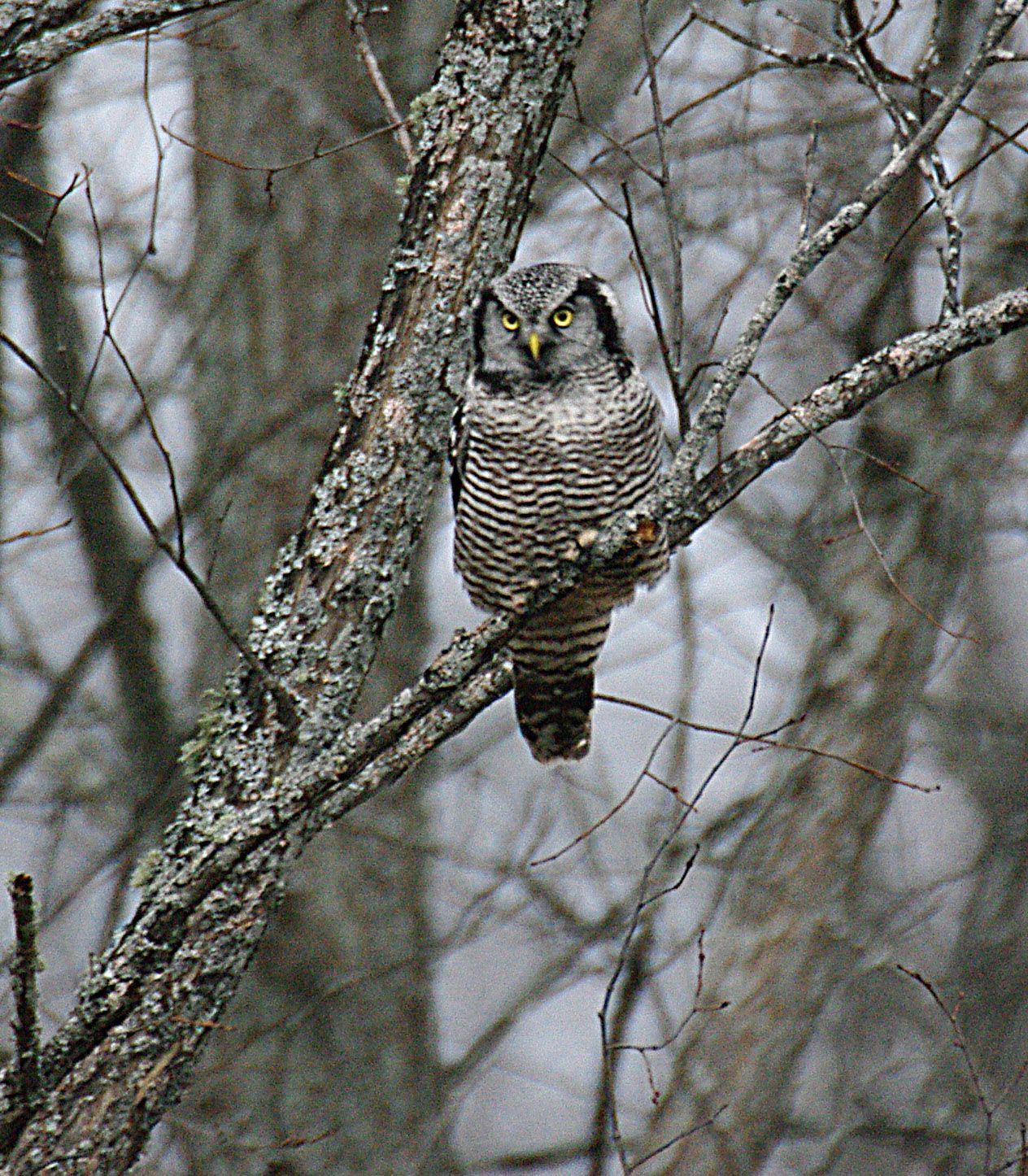 Bev's Nature Blog: Northern Hawk Owl