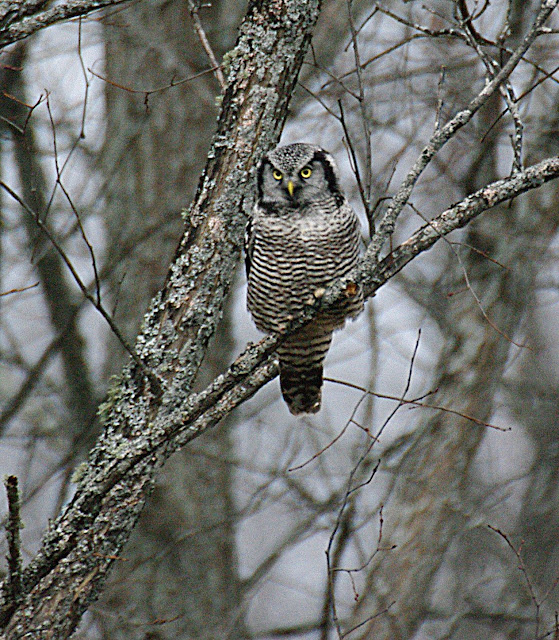 Bev's Nature Blog: Northern Hawk Owl