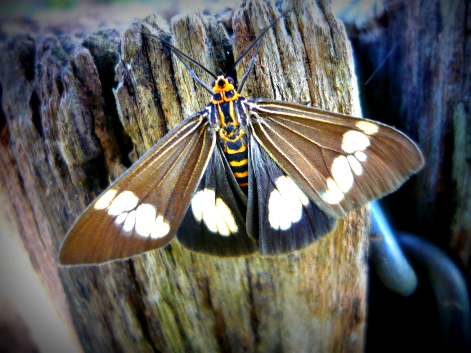 Poke it With a Stick: Magpie moth