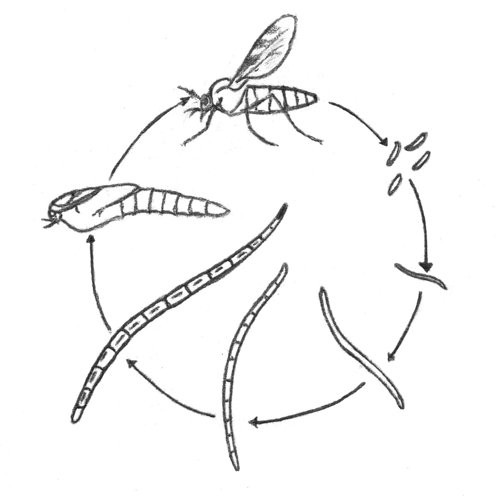 Sand Fly Life Cycle