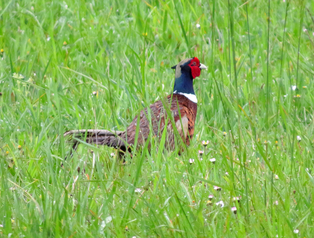 Bichos e demais familia: Primeiros Acrocephalus