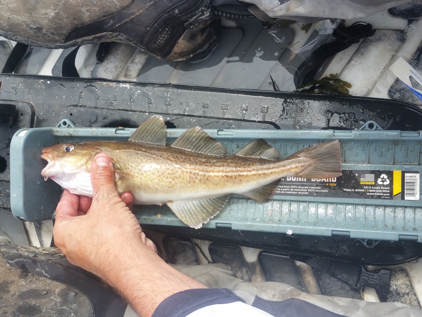 14 inch mackerel, my biggest to date