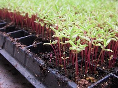 HOW TO GROW PORTULACA FROM SEED |The Garden of Eaden