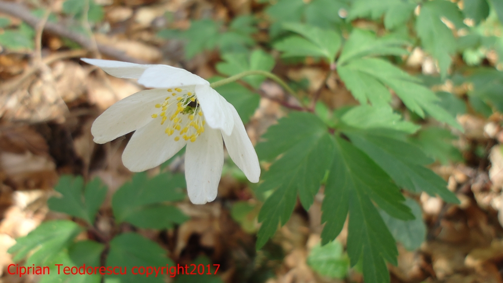 muntiisifotografiadepeisaj: FLORI DE MUNTE 2016
