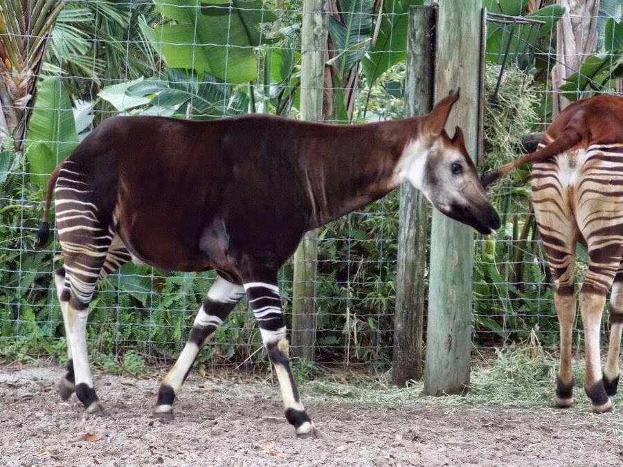 ΟΚΑΠΙ photos - wallpapers | the fun bank