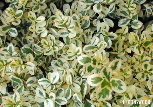 Всё о бегониях и не только...: Мирсина (Myrsine)