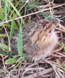 Retendo Momentos: Filhote de Perdiz