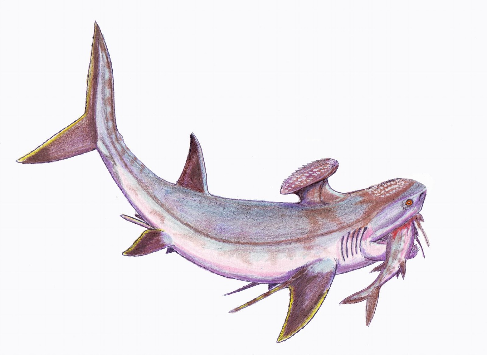 Criaturas del Pasado: Stethacanthus