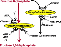 World of Biochemistry (blog about biochemistry): Regulation of glycolysis