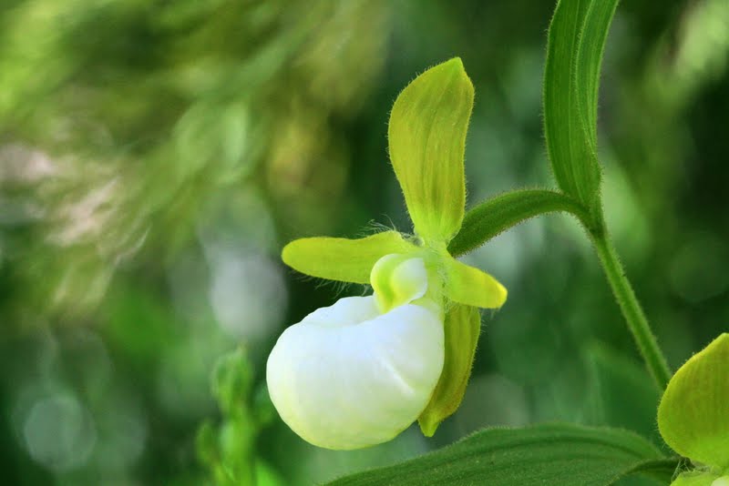 Native Orchids of the Pacific Northwest and the Canadian Rockies (and ...