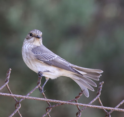 Another Bird Blog: Do The Splits