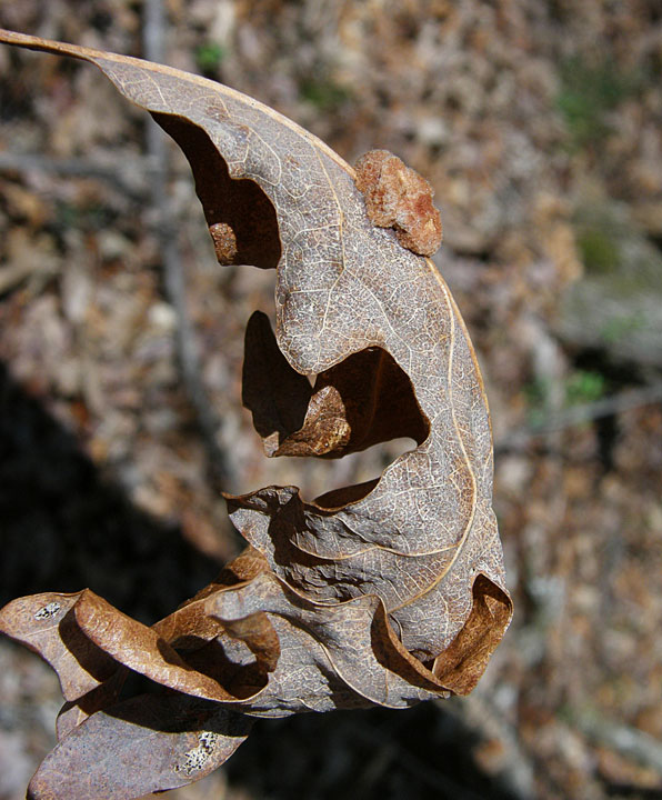 Anybody Seen My Focus?: Hedgehog Gall Wasp (Acraspis erinacei)