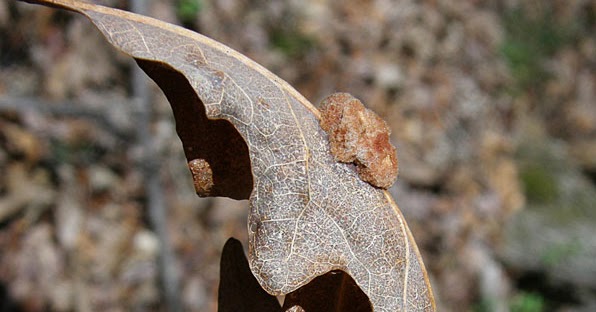 Anybody Seen My Focus?: Hedgehog Gall Wasp (Acraspis erinacei)