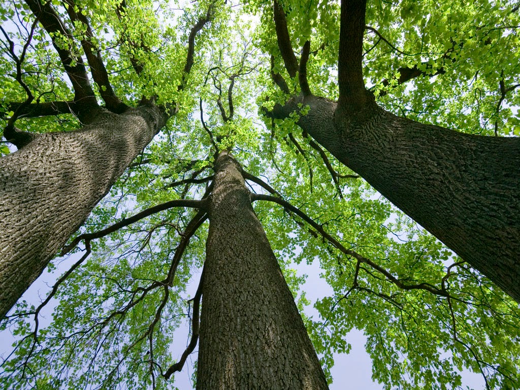 Somos Pura Energía ♡: "Especies de Arboles Que al Abrazarlos Sanan ...
