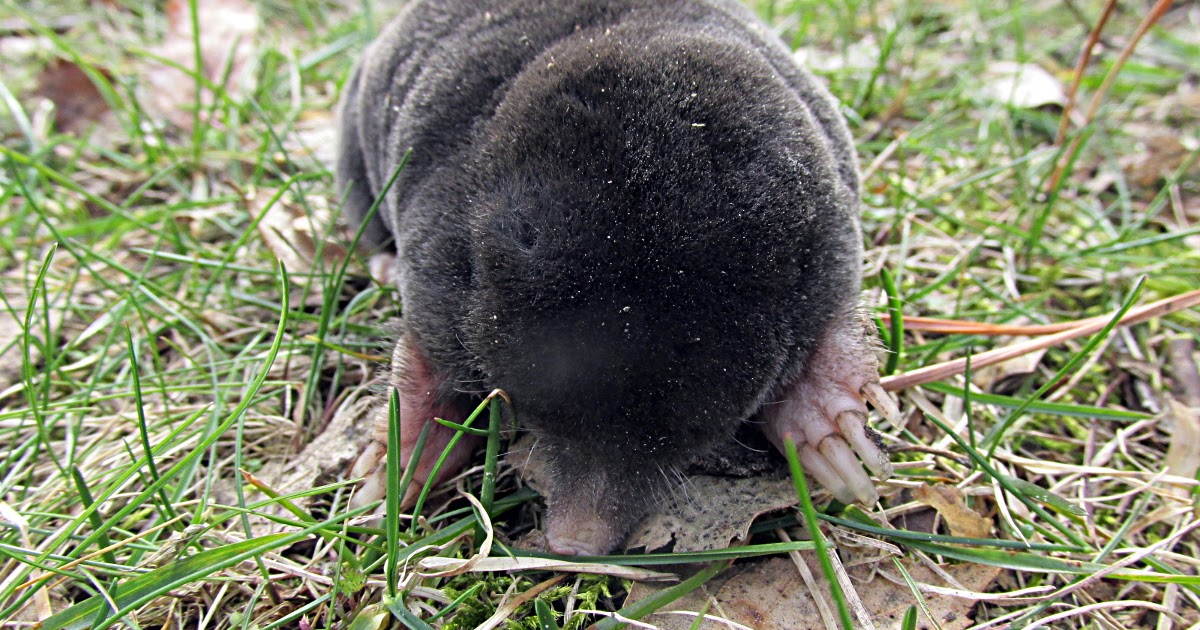 Z bliska . . . : Kret