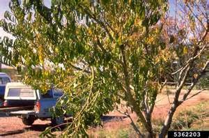 Odds and Ends: Cruel Winter and Loss of Plants and Trees