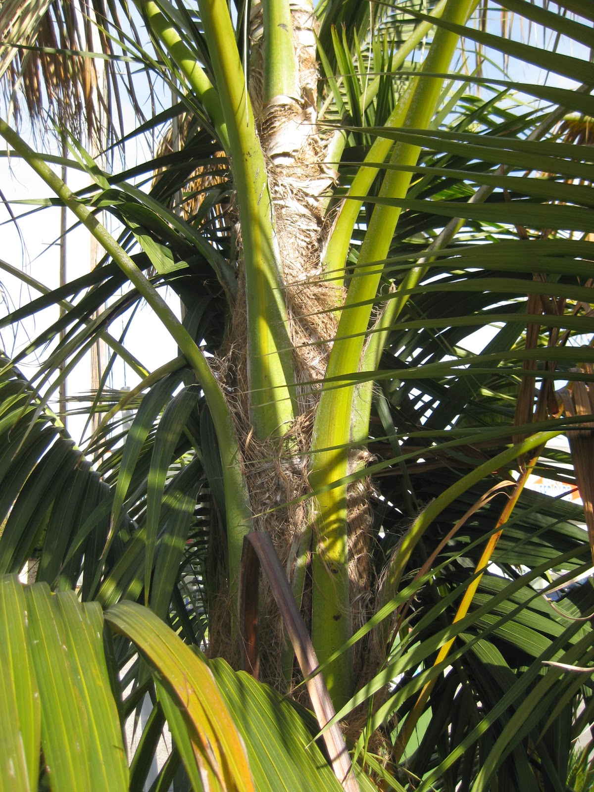 Trees of Santa Cruz County: Howea fosteriana - Kentia Palm