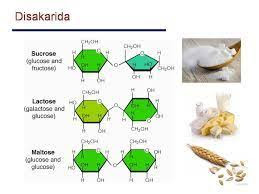 Pembentukan Disakarida Dan Polisakarida