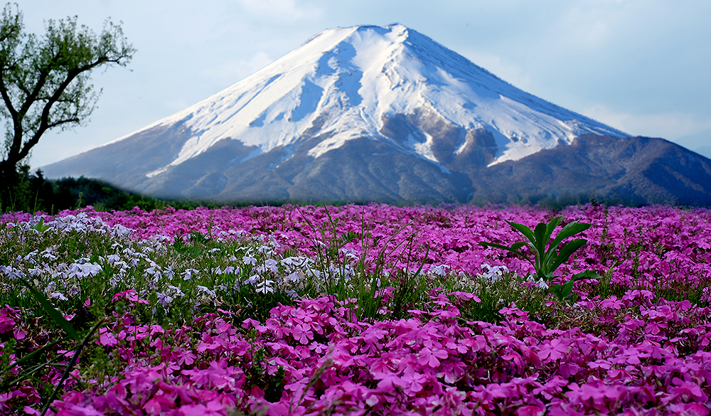 Shibazakura Festival in Mount Fuji - Spring Festival in Japan - Stella ...