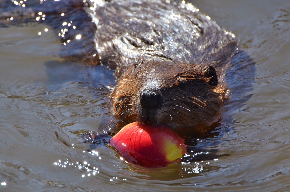 Tales From The Wilds: Beavers Emerge From the Ice