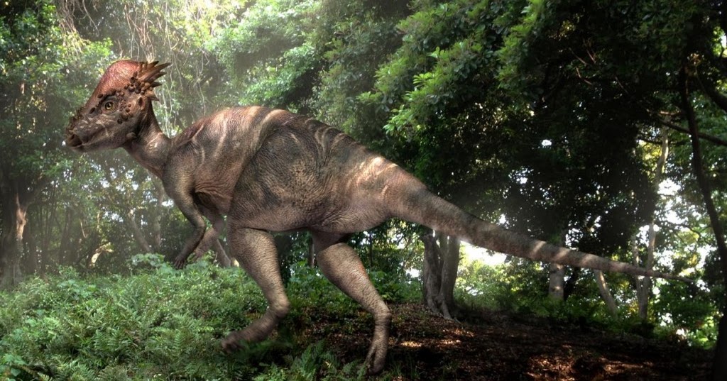 Dinossauros Em Volta Do Mundo: Paquicefalossauro