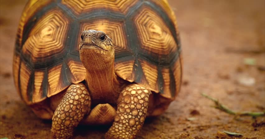 Unique Facts And Information: Ploughshare Tortoise Unique but close to ...