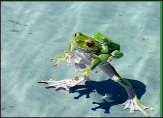 LMN Tree: Frogs and Toads: Free Resources and Activities