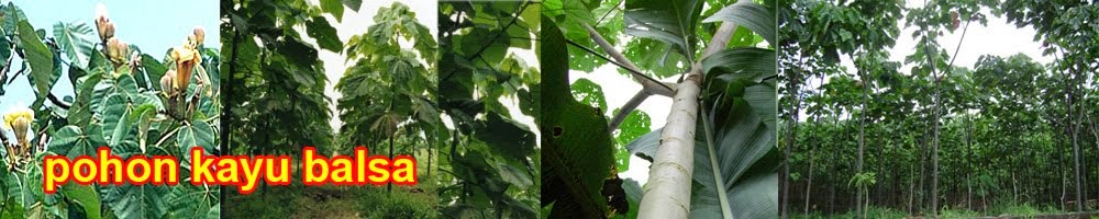 Kayu balsa ku | kayubalsaku.blogspot.com | sekilas Manfaat Kayu Balsa ...