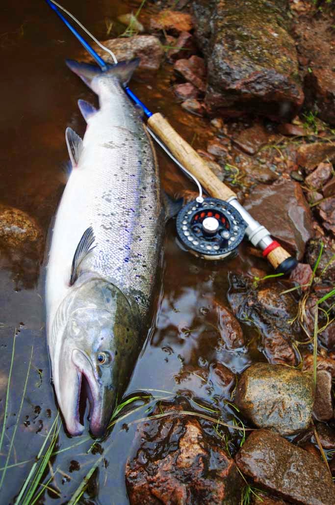 Chavanga Fish Blog: The most beautiful salmon river in the world.