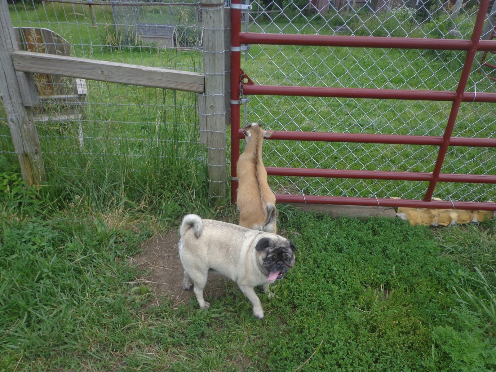 Abby the Farm Pug