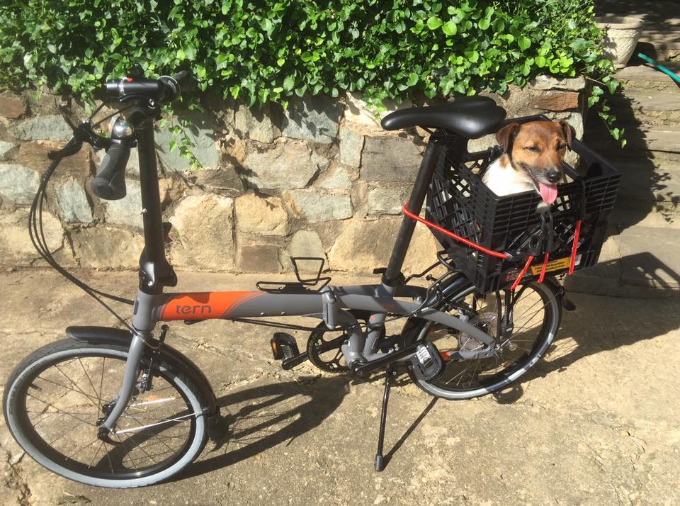 Terrierman's Daily Dose: The Mechanics of Two Dogs on One Folding Bike
