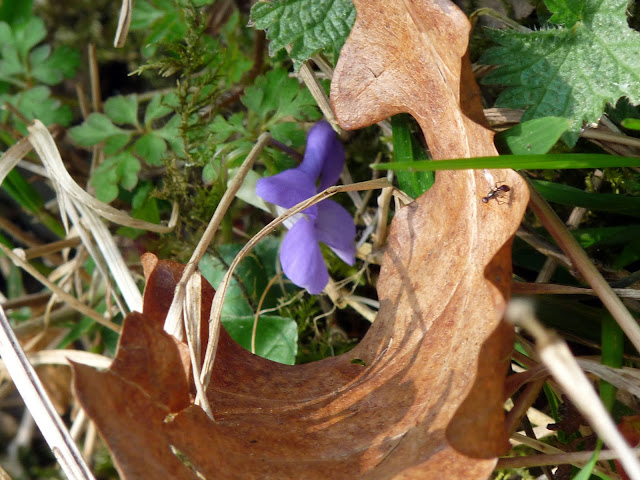 Wild and Wonderful: March 2011