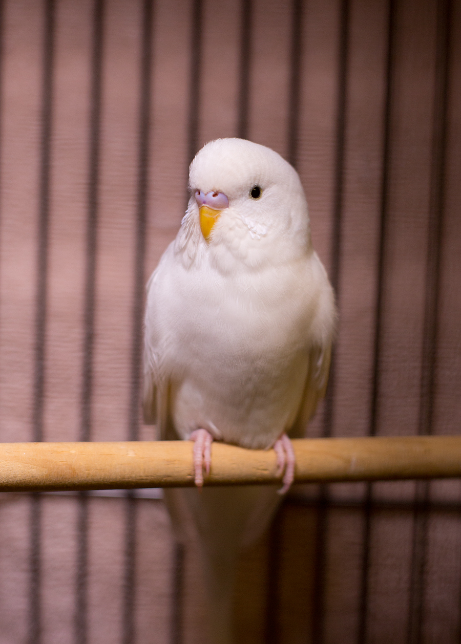Shelter Dogs of Portland: "PEYTON" gorgeous white parakeet