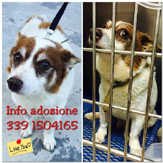 ADOTTA UN CANE ANZIANO: [ADOTTATO] BOTOLO, nonino cardiopatico, non può ...