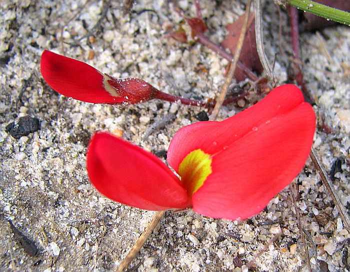 Esperance Wildflowers: Kennedia prostrata - Scarlet Runner